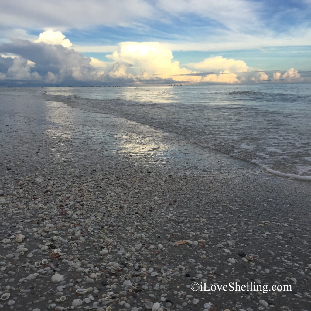 Breathing The Beach | I Love Shelling