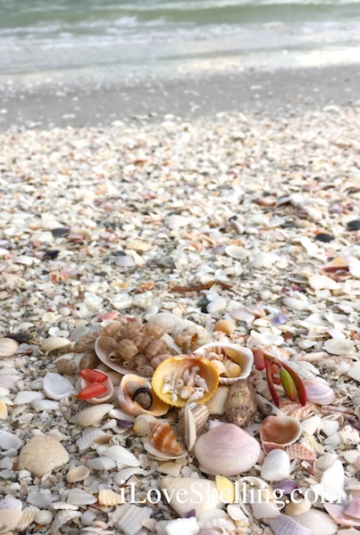 High Tide Beach Combing | I Love Shelling