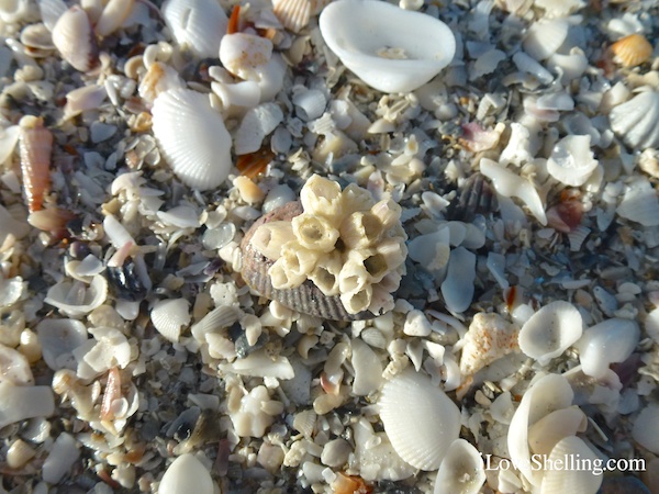 A Barnacle Bit Of Beauty | I Love Shelling