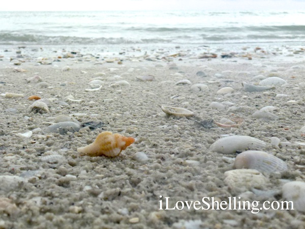 Shelling In The Rain | I Love Shelling