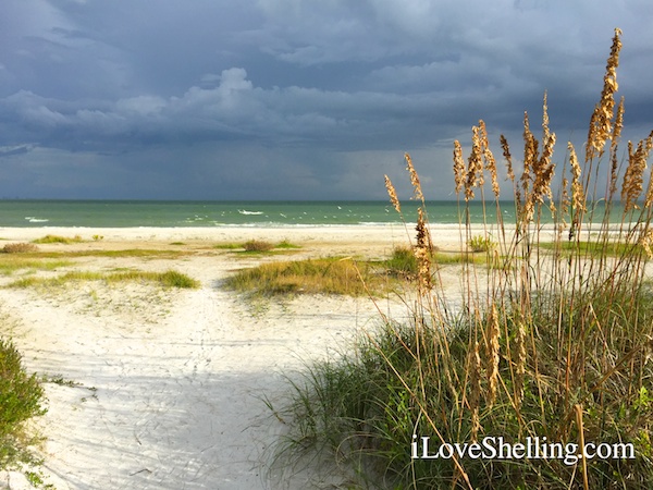 High Tide Beach Combing | I Love Shelling