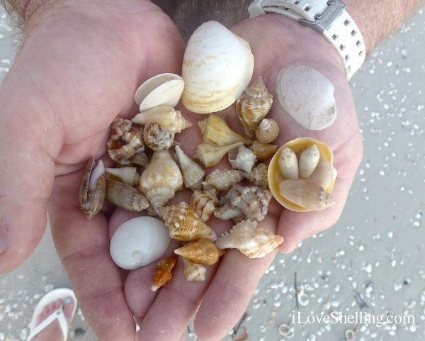 Shelling In The Rain | I Love Shelling
