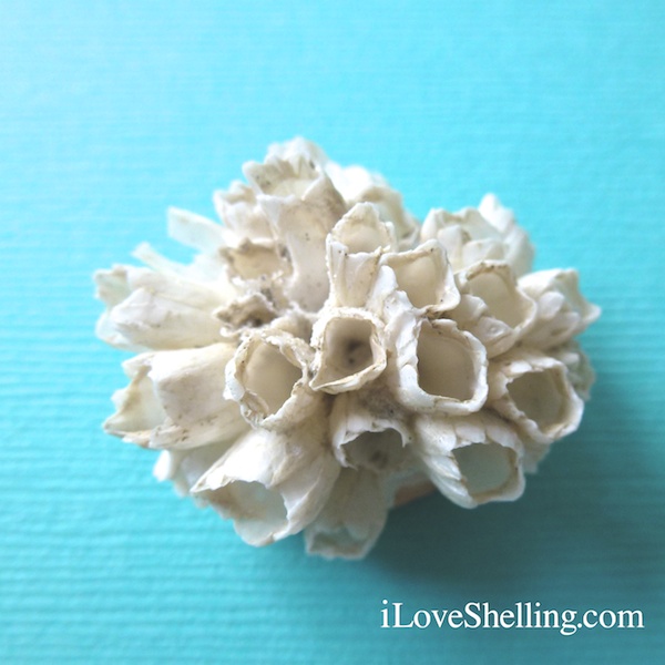 A Barnacle Bit Of Beauty | I Love Shelling