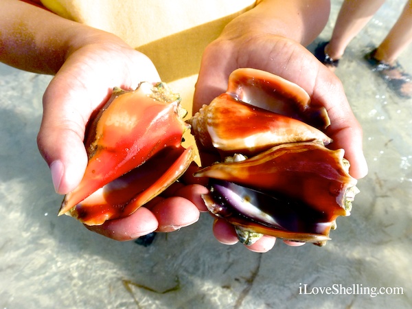 Hidden Treasures Found on Cayo Costa | I Love Shelling