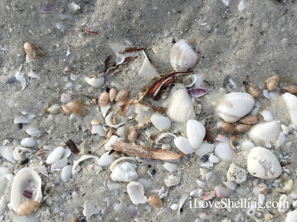 High Tide Beach Combing | I Love Shelling