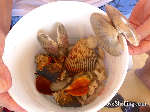Hidden Treasures Found on Cayo Costa | I Love Shelling