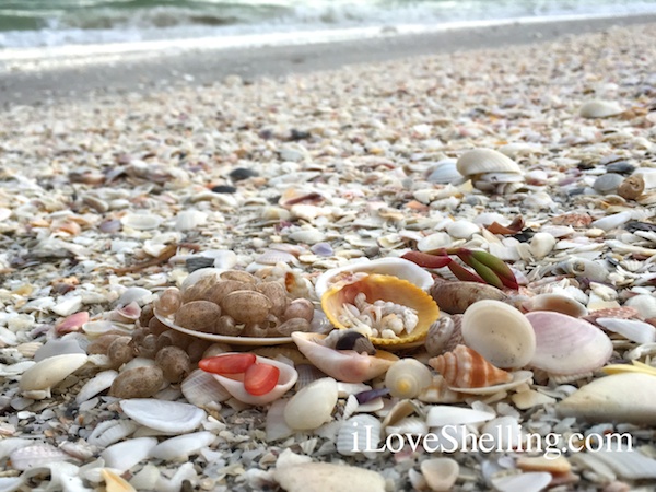 High Tide Beach Combing | I Love Shelling