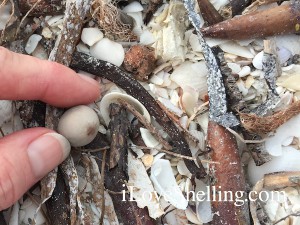 High Tide Beach Combing | I Love Shelling