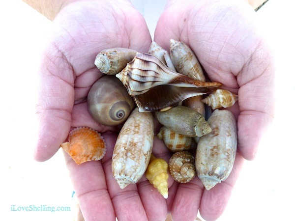 Hidden Treasures Found on Cayo Costa | I Love Shelling