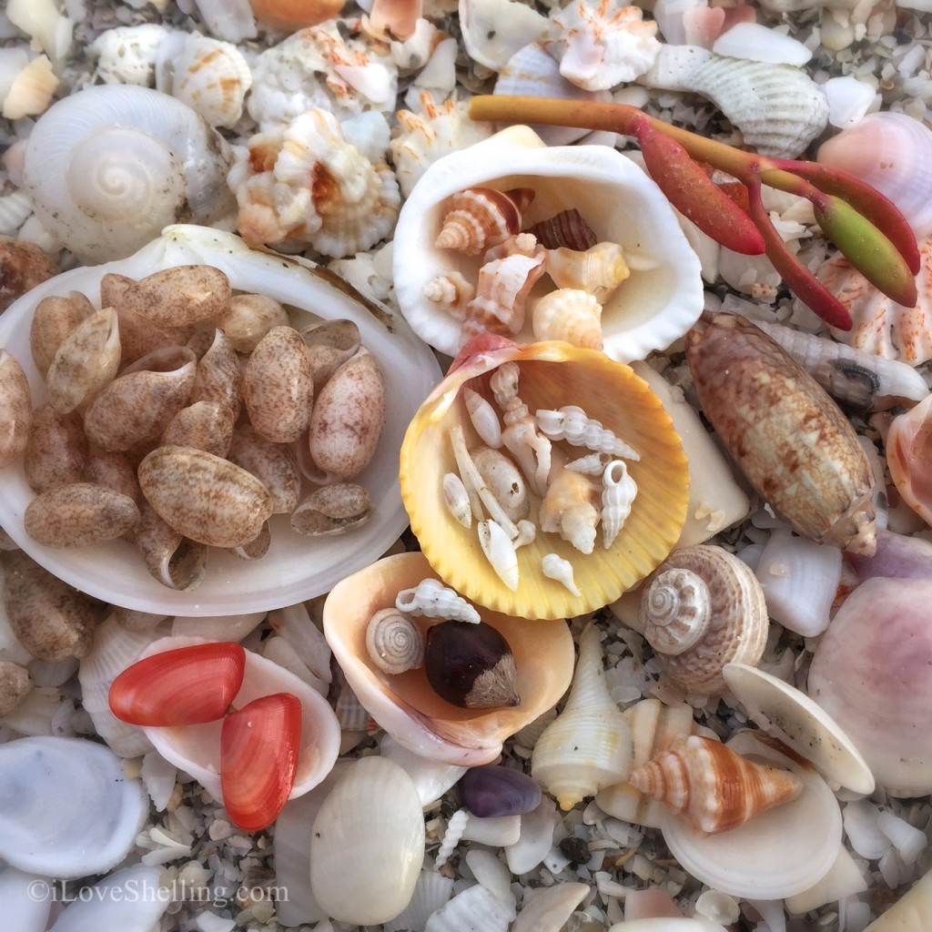 High Tide Beach Combing | I Love Shelling