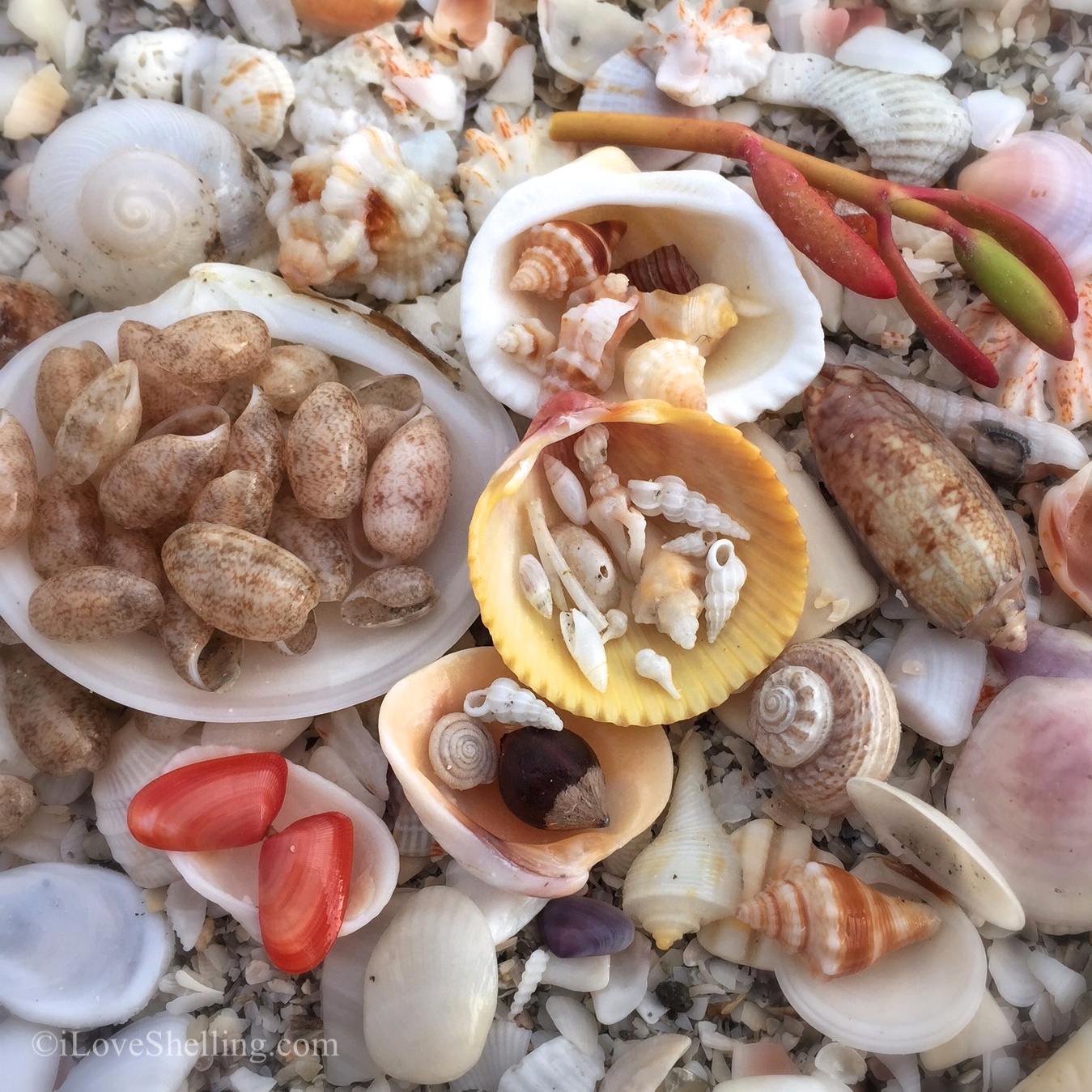 High Tide Beach Combing | I Love Shelling