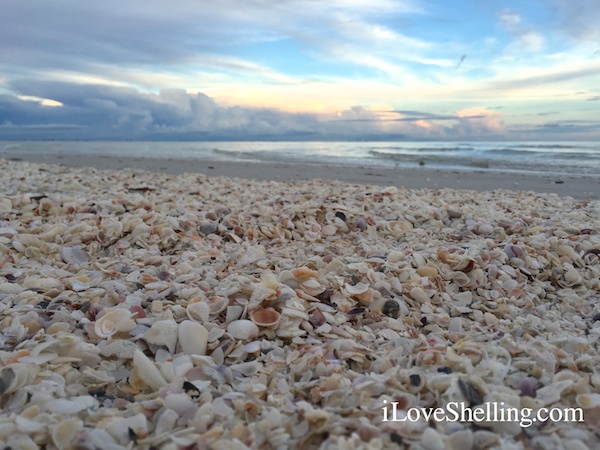 Breathing The Beach | I Love Shelling