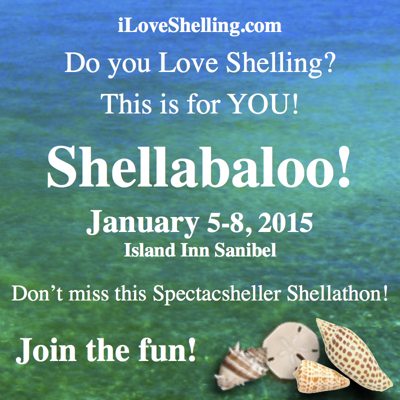 What Is Shellabaloo? | I Love Shelling