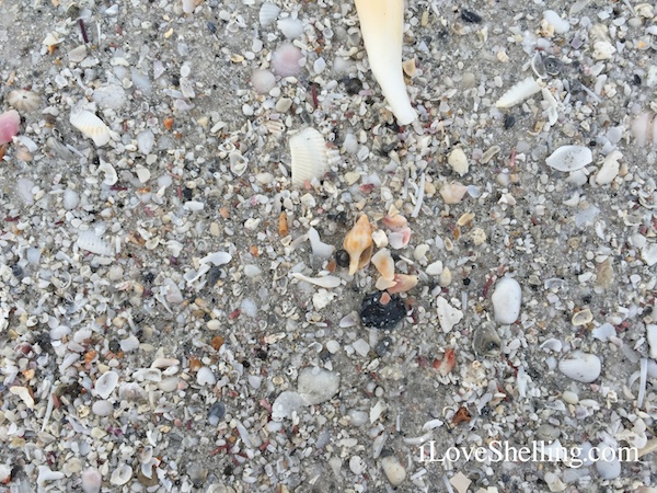 Breathing The Beach | I Love Shelling