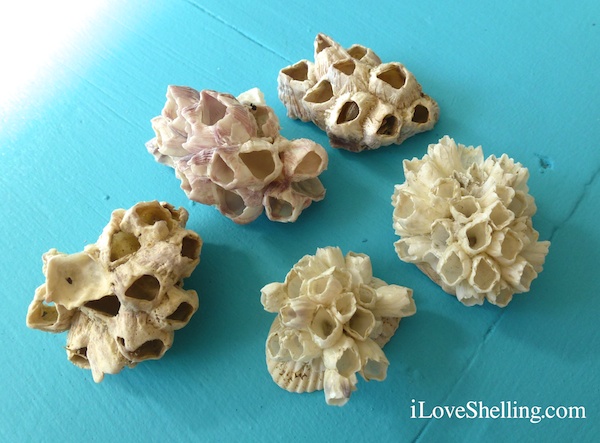 A Barnacle Bit Of Beauty | I Love Shelling