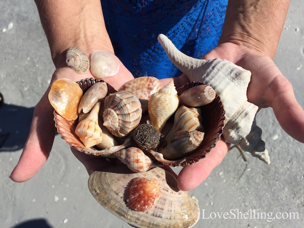 A Perfect Day For Shelling | I Love Shelling