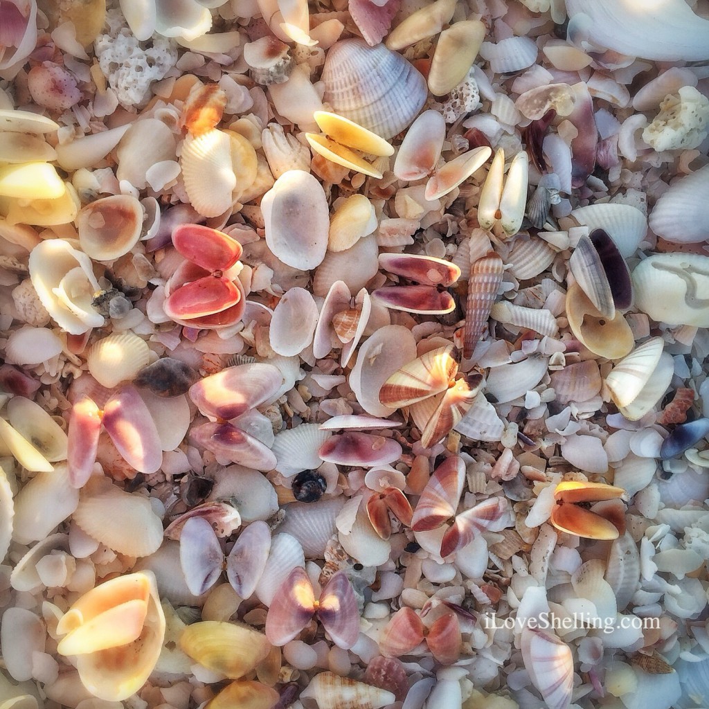 World Of Wonder With Seashells And Wildlife | I Love Shelling