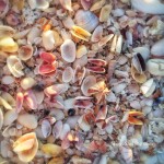 World Of Wonder With Seashells And Wildlife | I Love Shelling