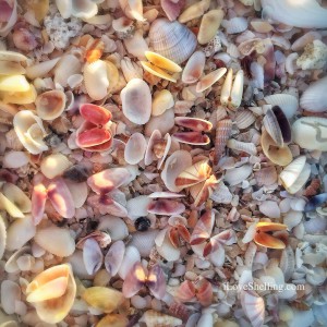 World Of Wonder With Seashells And Wildlife | I Love Shelling