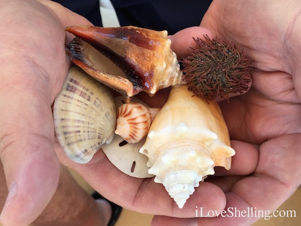 A Perfect Day For Shelling | I Love Shelling
