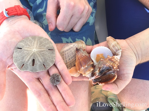 A Perfect Day For Shelling | I Love Shelling