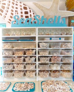 Introducing National Seashell Day June 20! | I Love Shelling