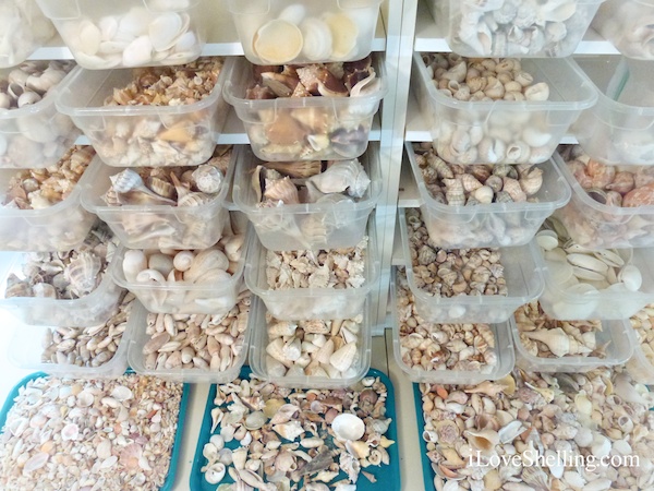 The Rambo Seashell Shellaboratory | I Love Shelling