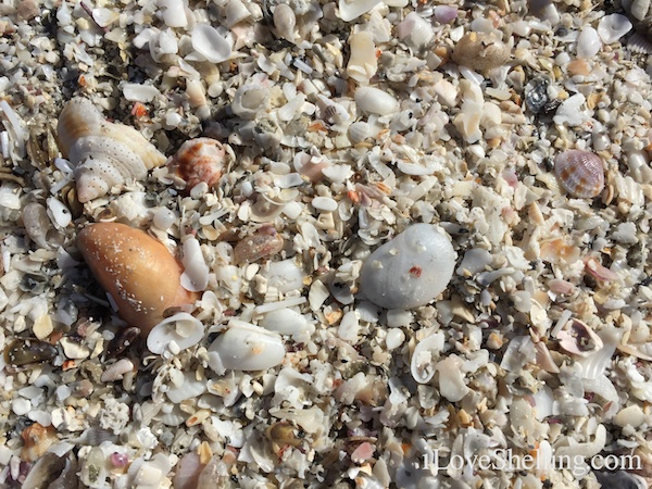 Bubblicious Bubble Shells Bubbling Along The Beach | I Love Shelling
