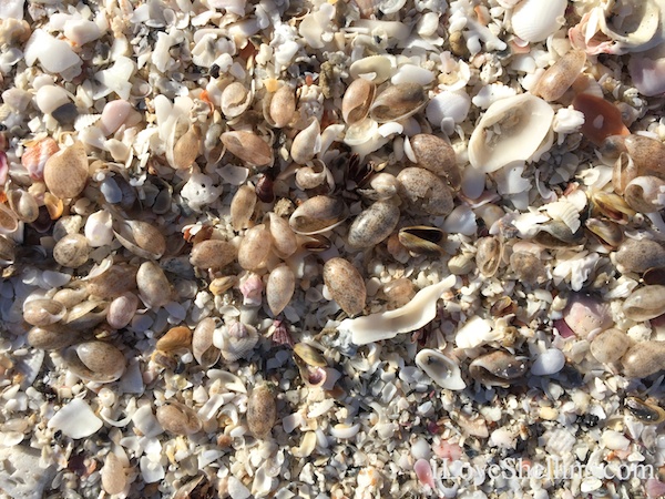 Bubblicious Bubble Shells Bubbling Along The Beach | I Love Shelling