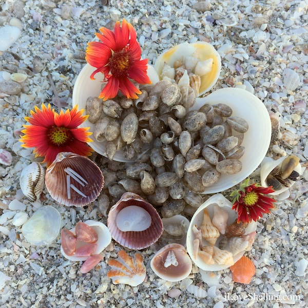 Bubblicious Bubble Shells Bubbling Along The Beach | I Love Shelling