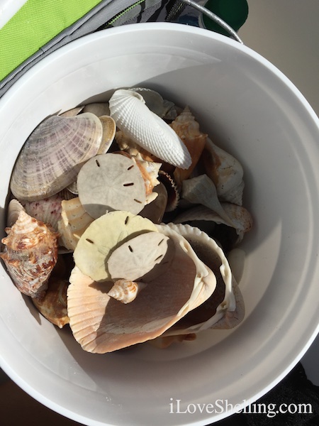 A Perfect Day For Shelling | I Love Shelling