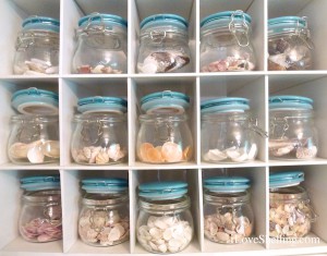 The Rambo Seashell Shellaboratory | I Love Shelling