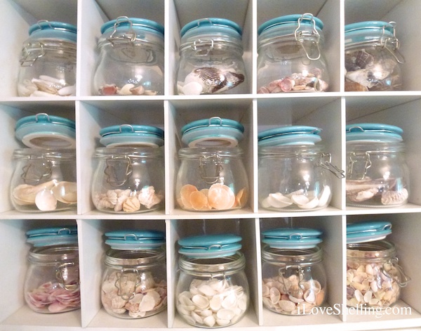 The Rambo Seashell Shellaboratory | I Love Shelling