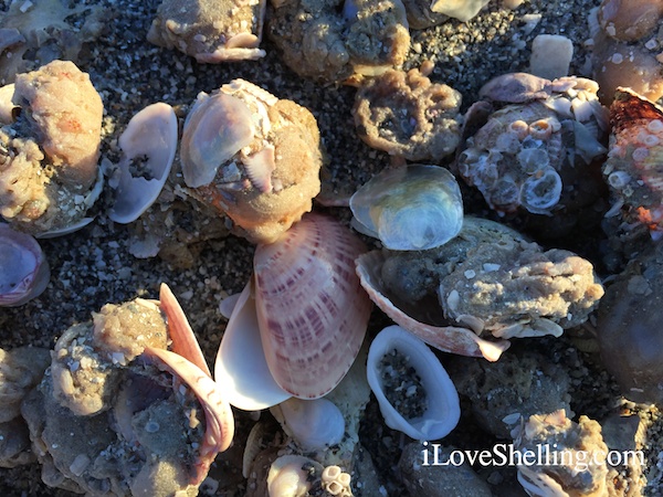 Not A Day Late And A Sand Dollar Short | I Love Shelling