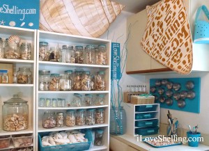 The Rambo Seashell Shellaboratory | I Love Shelling