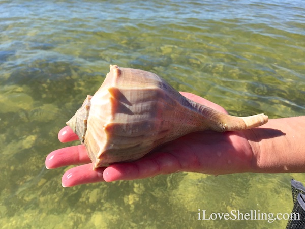 A Perfect Day For Shelling | I Love Shelling