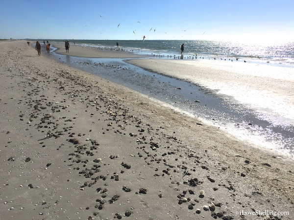 Bubblicious Bubble Shells Bubbling Along The Beach | I Love Shelling