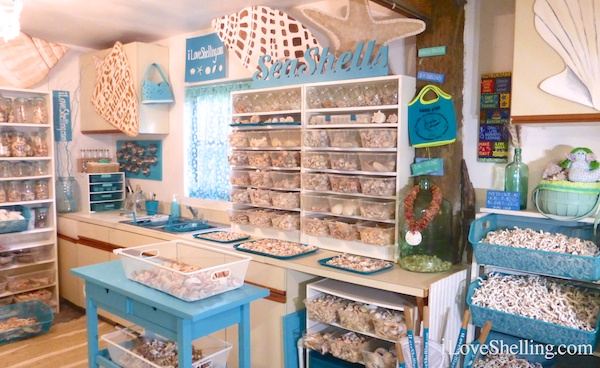 The Rambo Seashell Shellaboratory | I Love Shelling