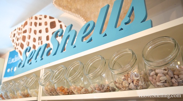 The Rambo Seashell Shellaboratory | I Love Shelling