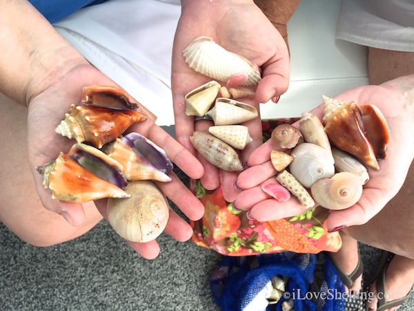 Successful Beach Combing Trip to Big Hickory Island | I Love Shelling
