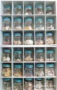 The Rambo Seashell Shellaboratory | I Love Shelling