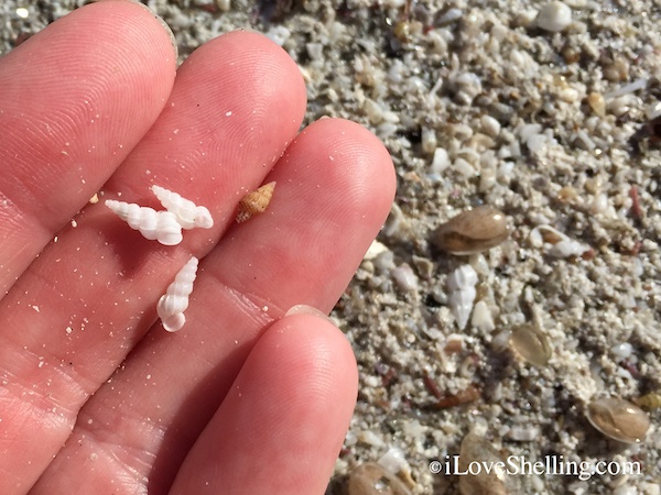 Bubblicious Bubble Shells Bubbling Along The Beach | I Love Shelling