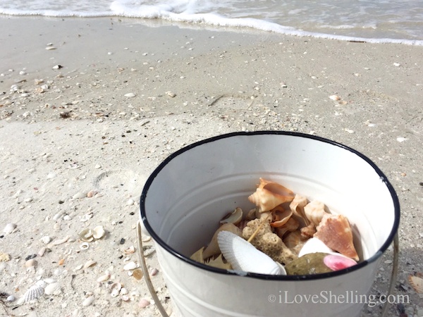 Successful Beach Combing Trip to Big Hickory Island | I Love Shelling