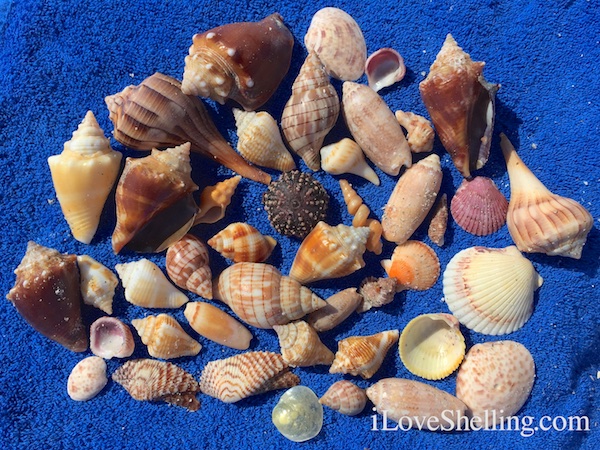Love Bucket Of Shells | I Love Shelling