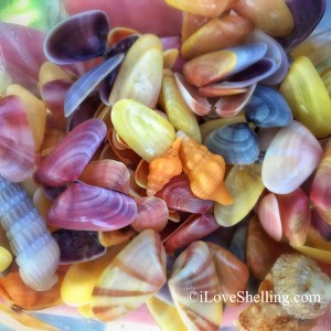 Sending Sunshine From Sanibel | I Love Shelling