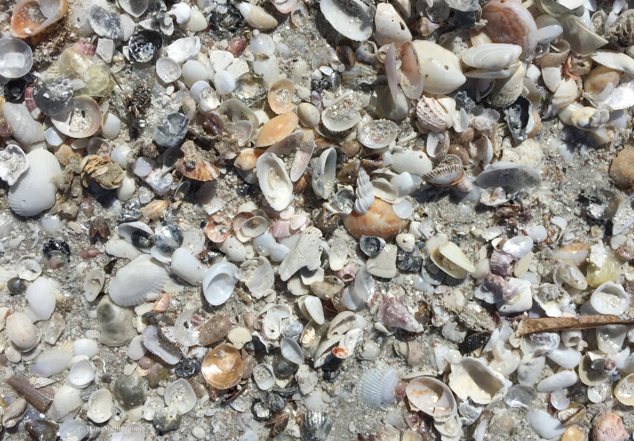 Sending Sunshine From Sanibel | I Love Shelling