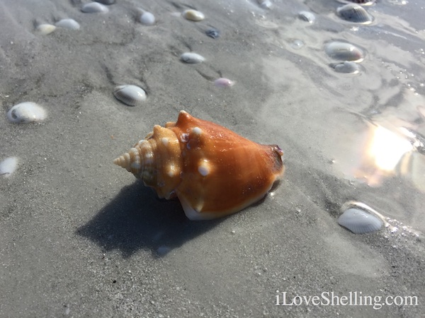 High West Winds Bring In Seashells and Sea Squirts To Sanibel Beaches ...