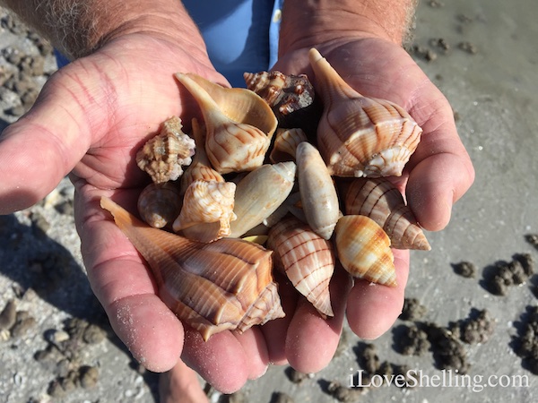 High West Winds Bring In Seashells and Sea Squirts To Sanibel Beaches ...