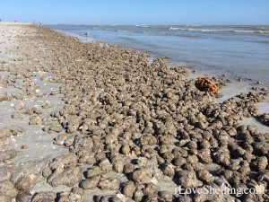 High West Winds Bring In Seashells and Sea Squirts To Sanibel Beaches ...