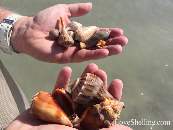 High West Winds Bring In Seashells and Sea Squirts To Sanibel Beaches ...